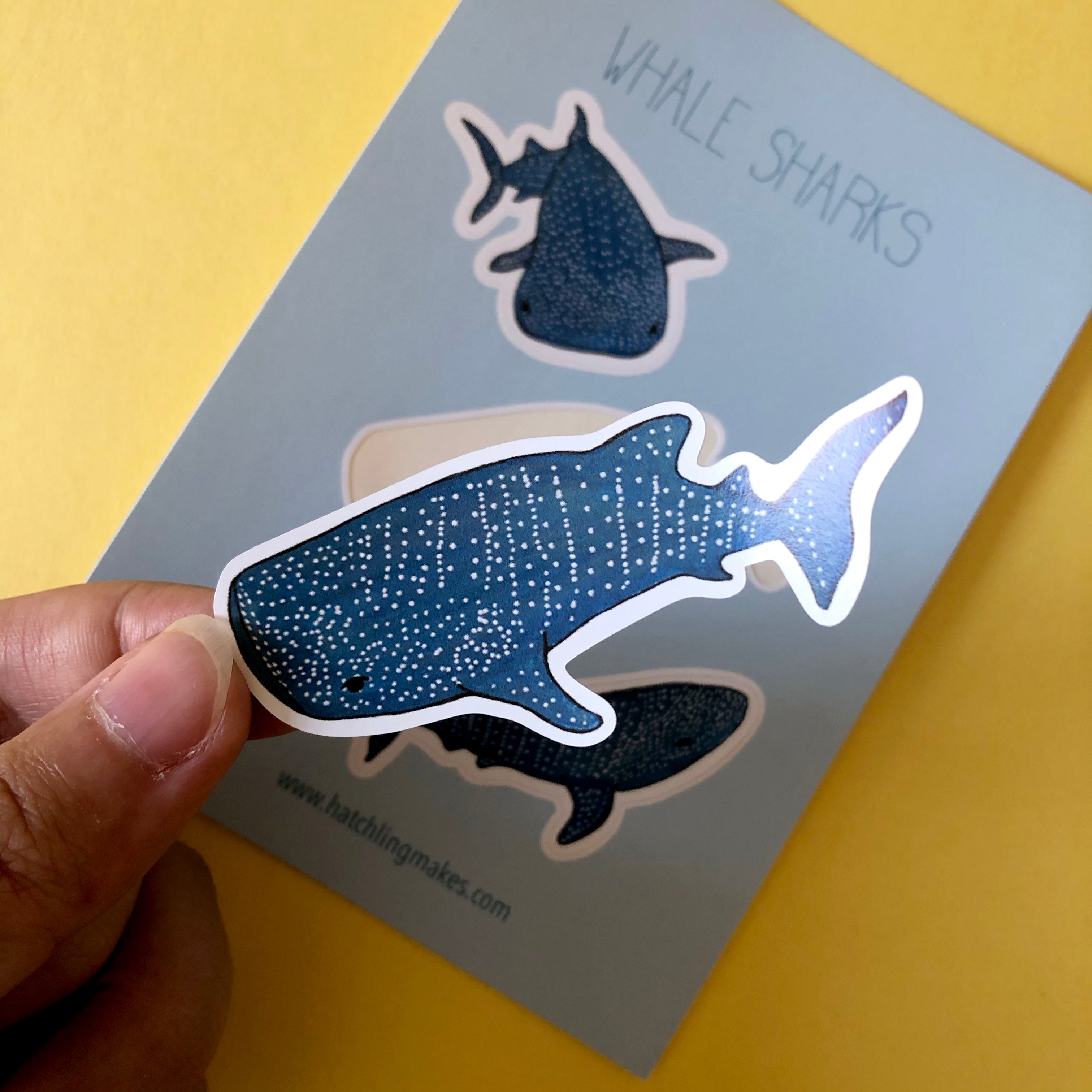 Whale Sharks! – Hatchling Makes