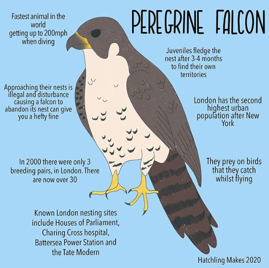 52 Species : Peregrine Falcon – Hatchling Makes