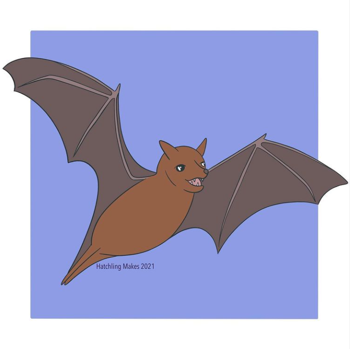Draw with Tash : Noctule bat – Hatchling Makes