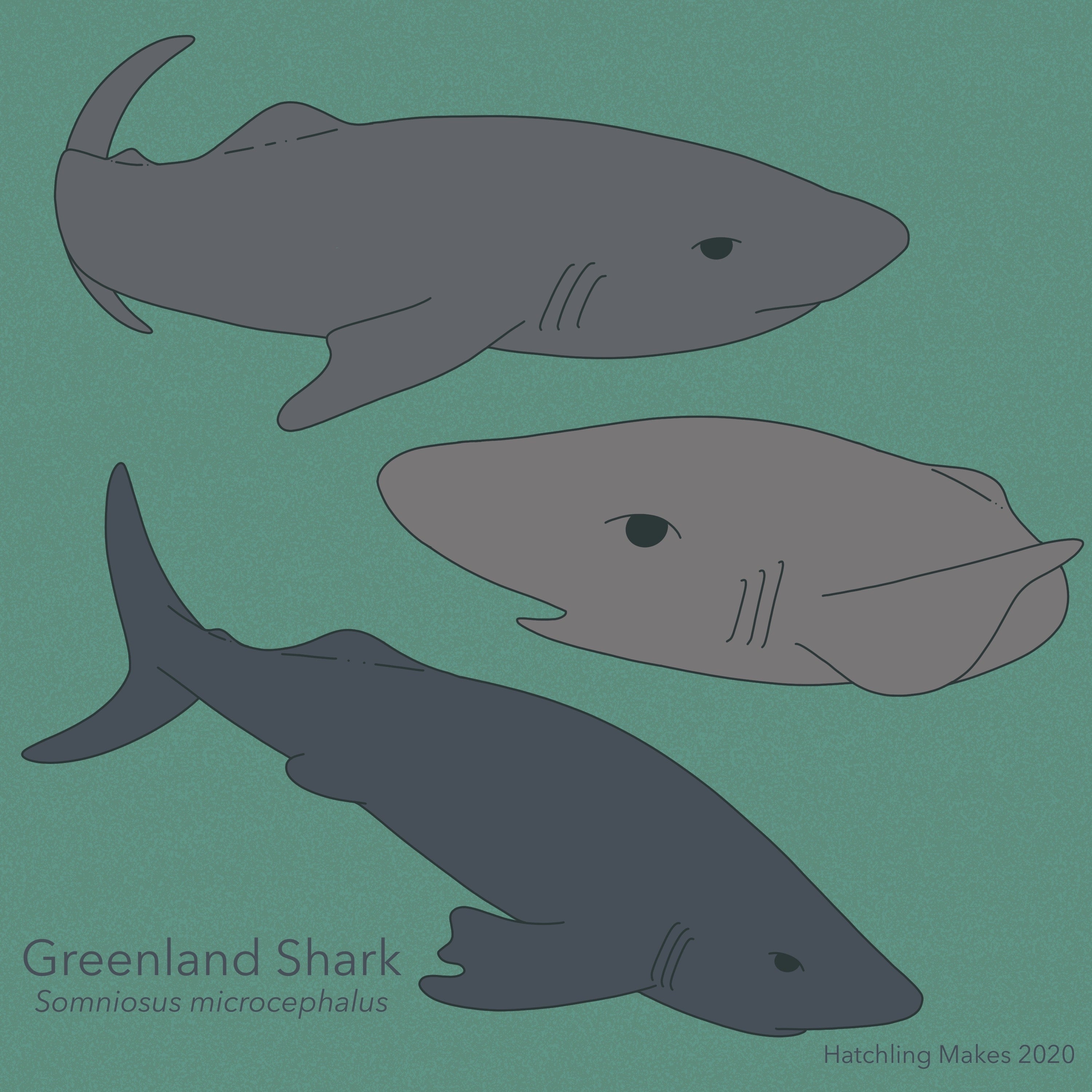Shark Week 2020 : Greenland shark – Hatchling Makes